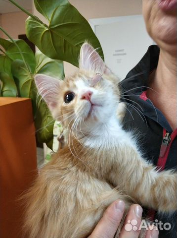 Чудный рыжик-одноглазик 2 мес ищет родителей