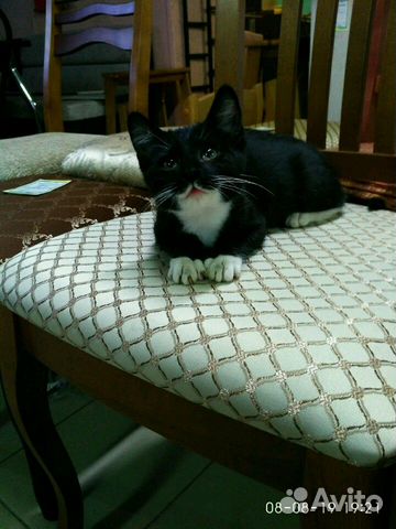 Котенок