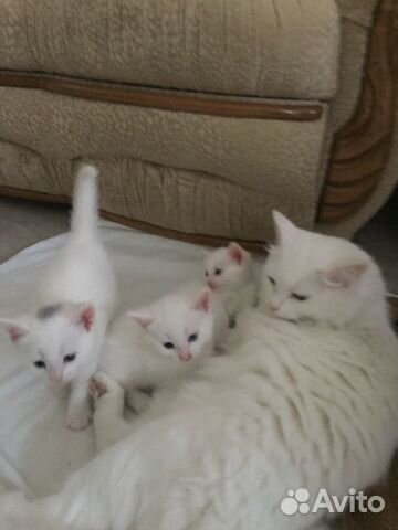 Отдам в добрые оуки