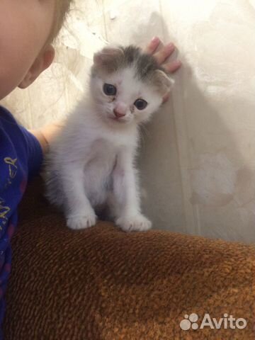 Отдам 3 котят