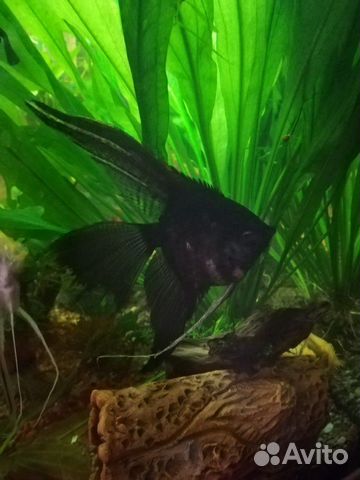 Скалярия вуалевая