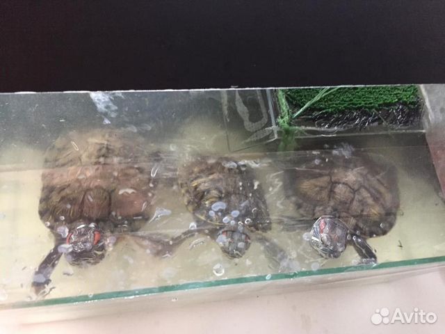 Отдадим трех черепах в хорошие руки