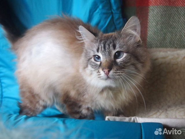 Красавчик Семён - метис тайцев