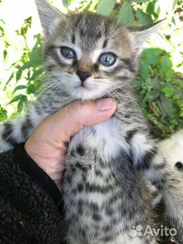 Милые голубоглазые пушистые котятки