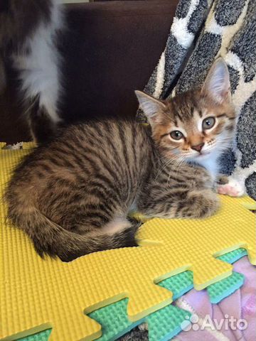 Котенок девочка