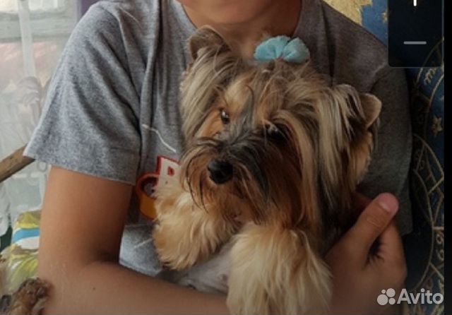 Девочка Йорк