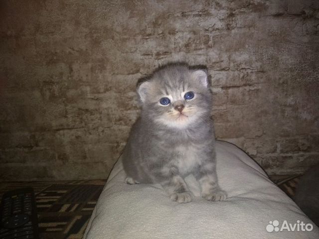 Шотландские котята