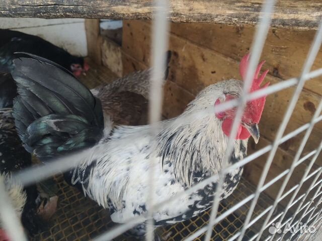 Петух карликовый