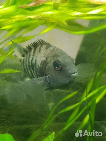 Чернополосая цихлида