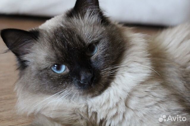 Сиамский кот, 1,5-2 года