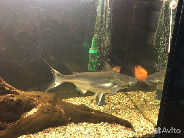Продаётся акулий сом
