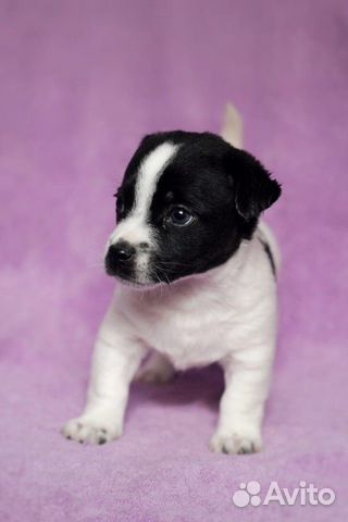 Джек рассел и вельш терьер щенки метисы