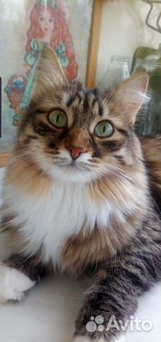 Кошка ищет дом