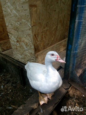 Индоутки и цыплята серебро