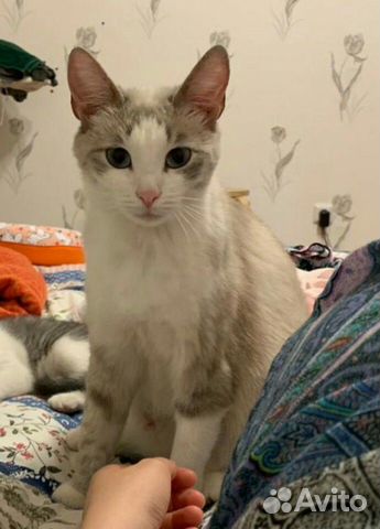 Шикарная голубоглазая кошечка Сноу-Шу