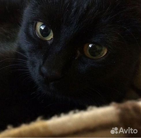 Кошка бомбейской породы