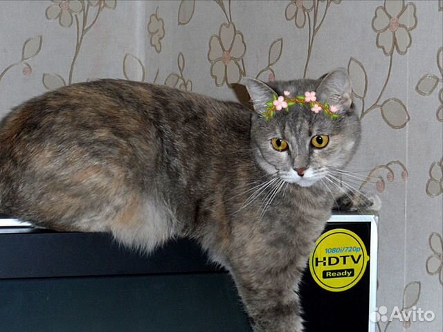 Ждем заботливого хозяина