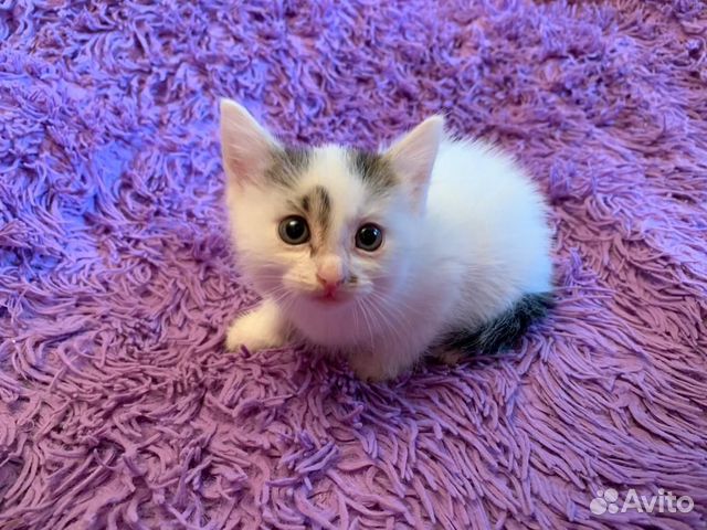 Котеночек в дар