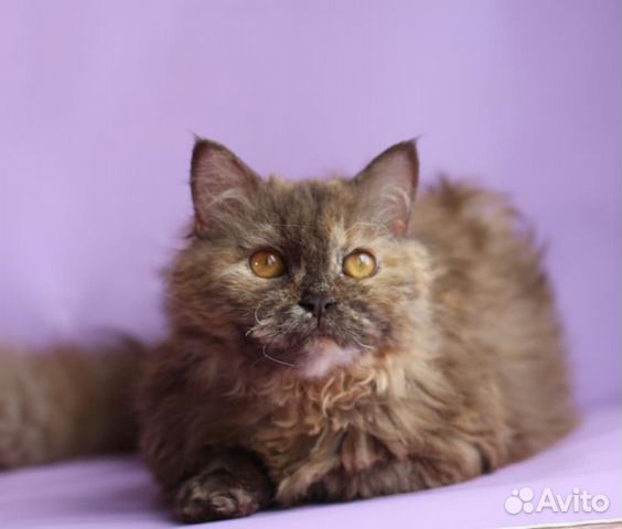 Кошка Джесси в добрые руки. Кошка в дар