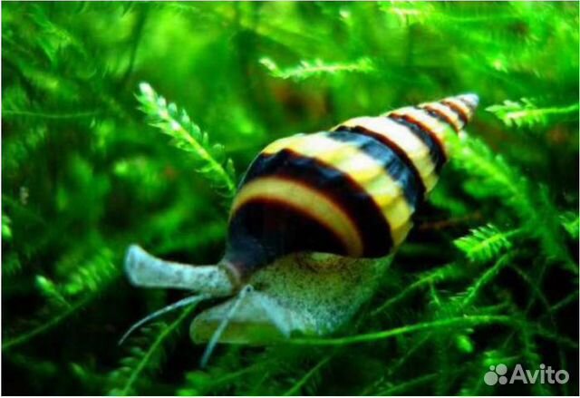 Хищная улитка Хелена. Санитар аквариума