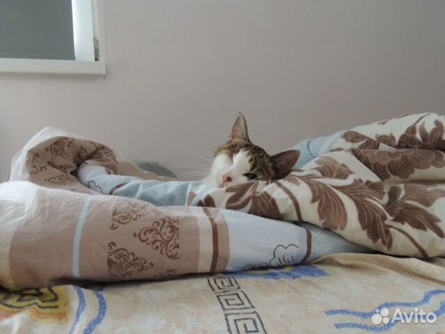 Кошка одноглазик Чайка в поисках ответственных рук