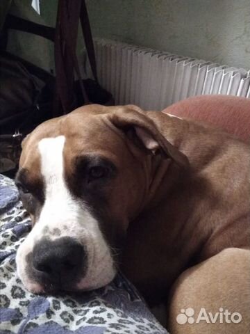 Американский стаффордширский терьер, девочка