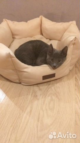 Отдам котенка