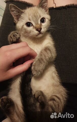 Котенок в добрые руки