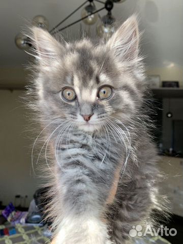 Ищу дом и ответственных родителей