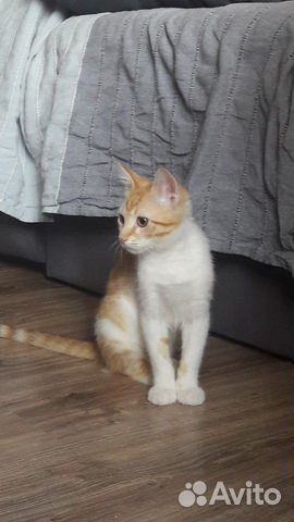 Котёнок