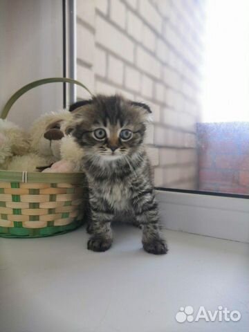 Веслоухий шотландец(смесь)