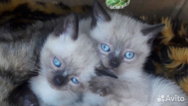 Котята-девочки в добрые руки