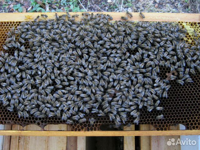 Пчёлы для Апитерапии