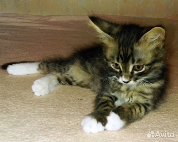 Котенок мальчик серенький - Доставка