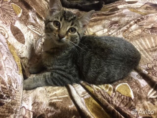 Отдам котенка