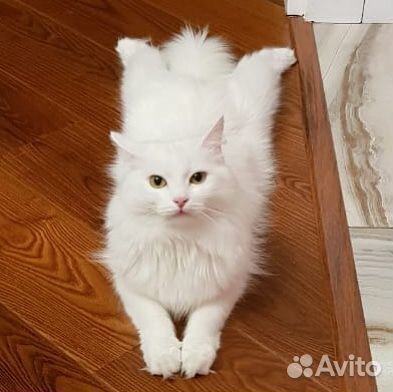 Требуется котик для вязки
