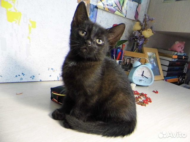 Отдаем милых котят