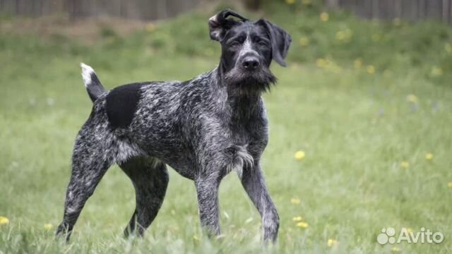 Дратхаар в добрые руки