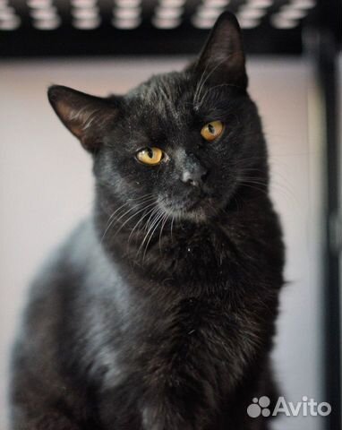 Кошечка Наоми ищет дом