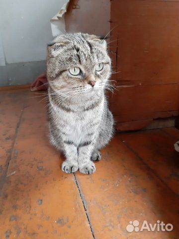 Британская вислаухая кошка