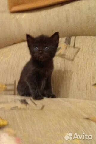 Котята на любой вкус