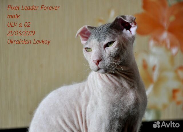 Вислоухое чудо.6 мес.Кастрирован