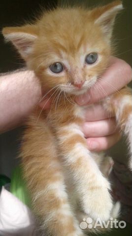 Рыжий Васечка