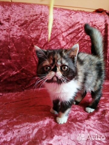 Красивая девочка