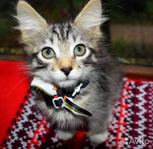 Котёнок Пуся 2 мес в добрые руки