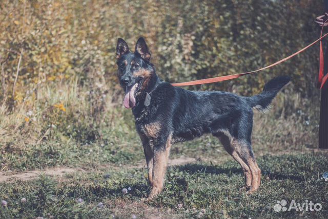 Тот самый Мухтар