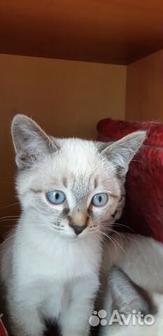 Сиамский котик