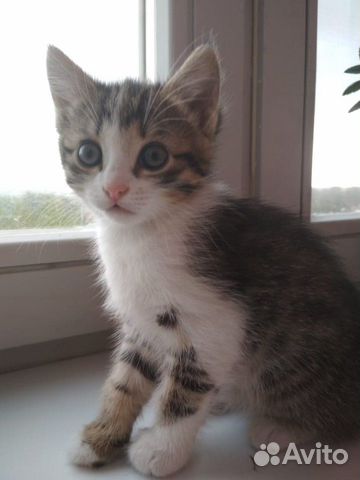Отдам кошечек в добрые руки