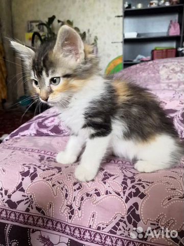 Котёнок (девочка)