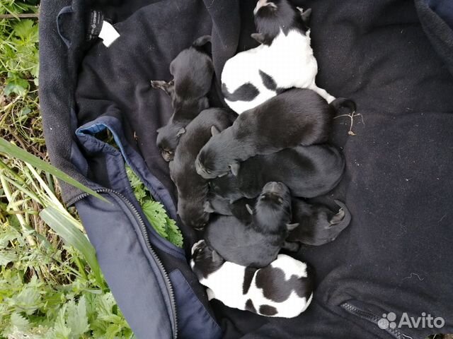 Отдам в хорошие, добрые руки, нашли на обочине, уб